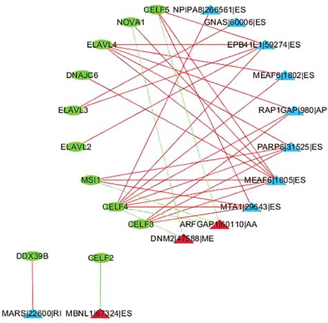 Construction Of The Regulatory Splicing Factor Sf ‐alternative