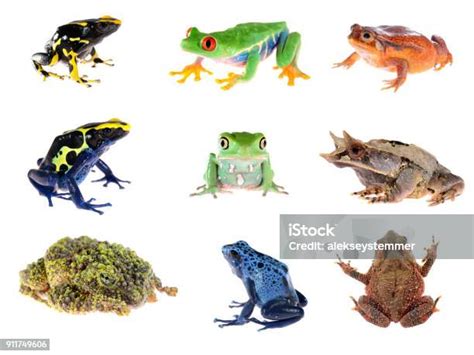 개구리 컴파일입니다 적목 나무 개구리 파란 다트 개구리 거짓 토마토 개구리 긴 코 발 정된 개구리 녹색 밀랍 원숭이 잎 개구리 나폴레옹 달린 두 꺼 비 이끼 개구리 염색 0