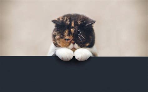 400 Sad Cat Wallpapers