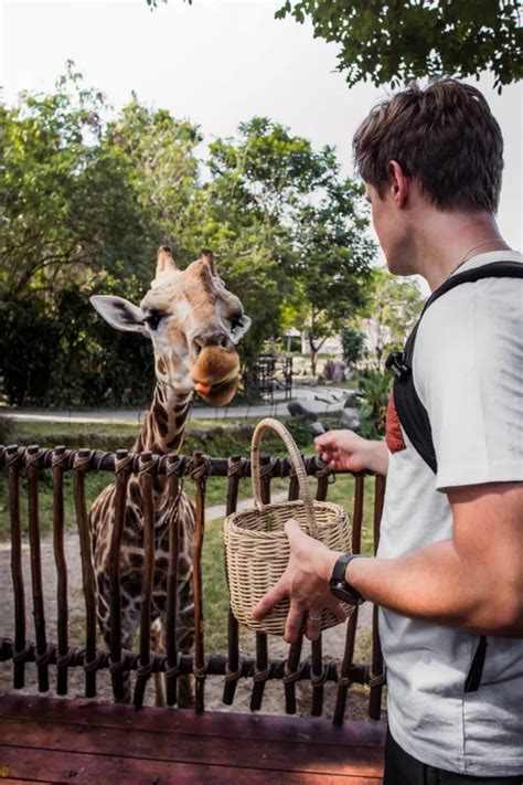 Taman Safari Bali Destinasi Liburan Terbaik Di Bali Taman Safari Bali