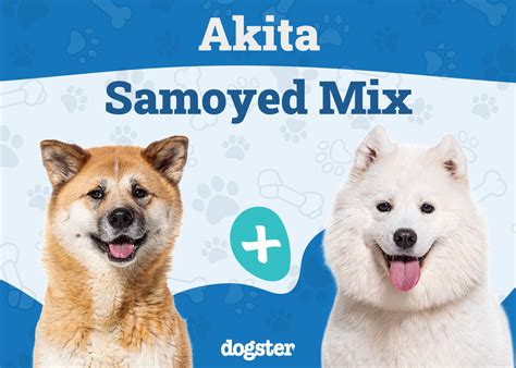 Samoyed Mix Breeds