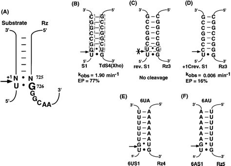 Cleavage Reactions With Different Stem I Sequences In The Trans Acting