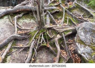 947 Beautifully Intertwined Tree Roots Royalty Free Images Stock Photos Pictures Shutterstock