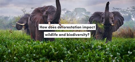 Impact Of Deforestation On Animals Deforestation And Its Negative