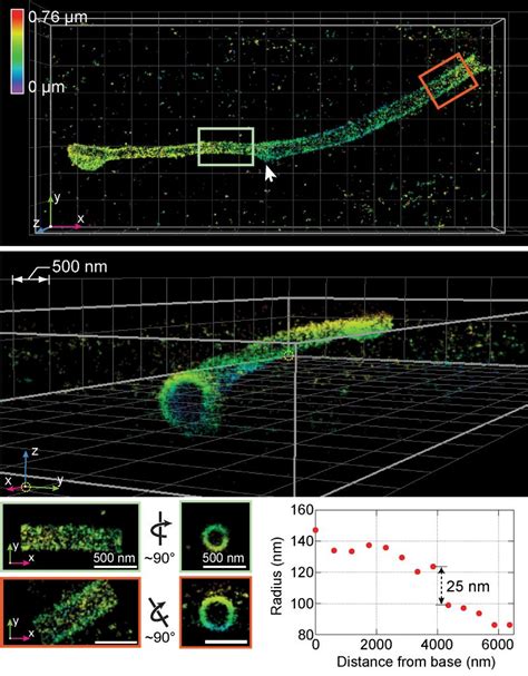 Super Resolution 3d Microscopy Images Cells In Unprecedented Detail