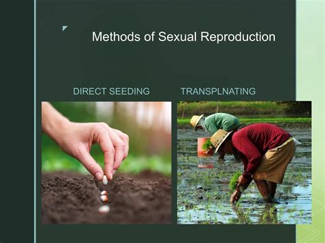 sexual and asexual plant propagation techniquepdf pdf