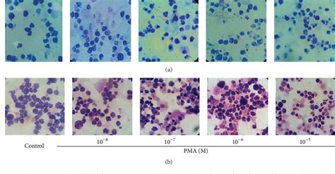 Figure 3 From A Simple And Efficient Method For Preparing Cell Slides