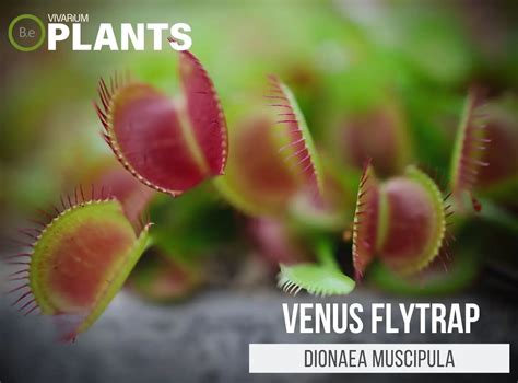 Dionaea Muscipula Venus Flytrap Care Guide Terrarium Plants