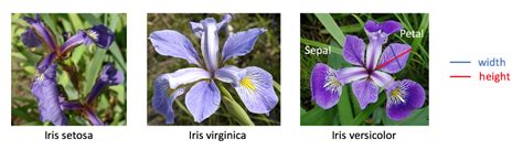 【机器学习基础】让人惊艳的决策树可视化风度78的博客 Csdn博客