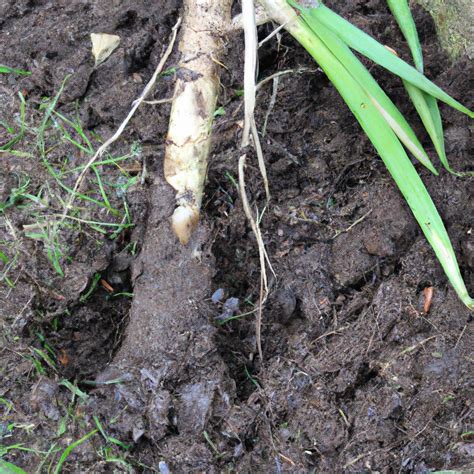 Garden Propagation The Key To Growing Your Dream Garden Toolacks