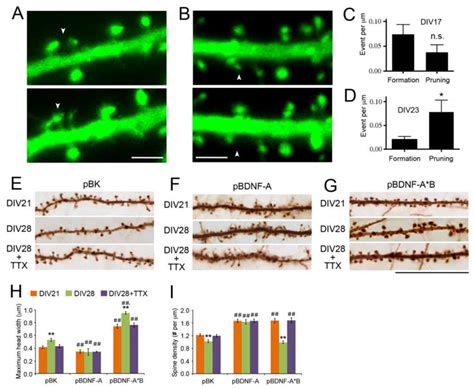 Activity Dependent Maturation And Elimination Of Dendritic Spines In Download Scientific