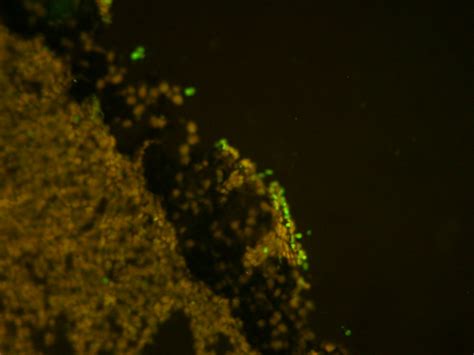 Figure S9 Detection Of Apoptotic Cells In The Ovary At Hatching