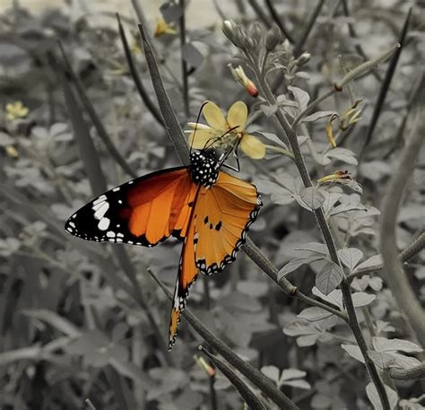 Draw 2d Ganesha In 5 Mins Using Python Plot Medium