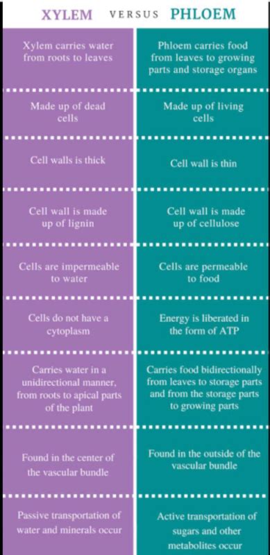 Difference Between Xylem And Phloem EduRev Class Question