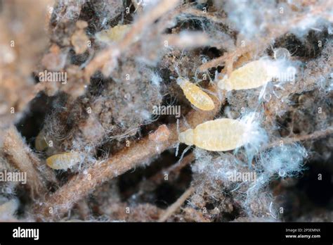 Sugar Beet Root Aphid Beet Root Aphid Pemphigus Fuscicornis A