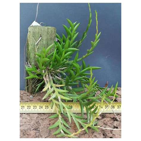 Dendrobium Acinaciforme Fs