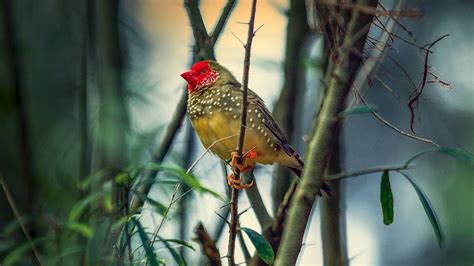 C U H I V Sao V Lo I Chim Lo I V T