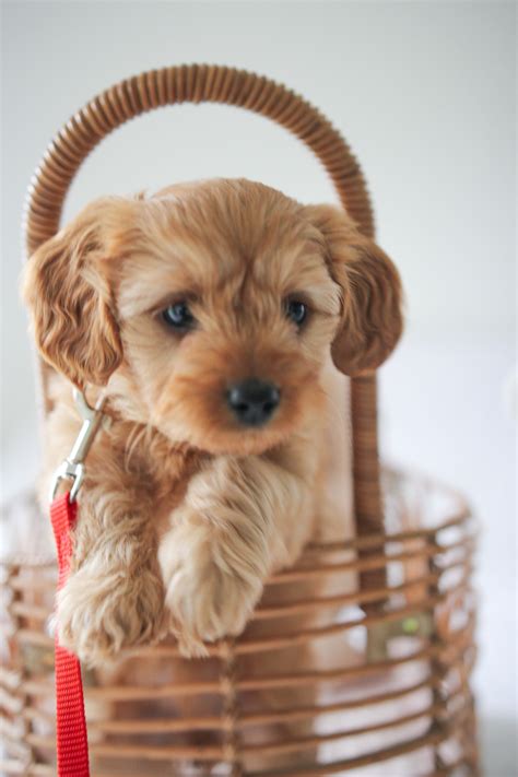 Pokey Little Puppies Cavoodlestheodores Responsible Breeder In New