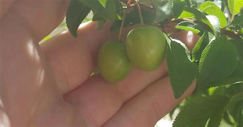 Does Anyone Know What Kind Of Plums These Might Be They Came From A