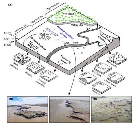 Figure 1 From The Hummocky Patches And Associated Sediment Dynamics Over An Accretional