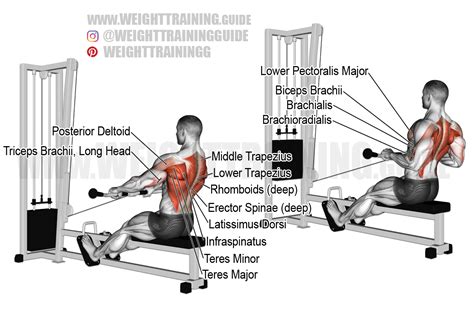 Straight Back Seated Cable Row With Straight Bar Exercise