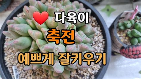 하트다육이축전 예쁘게 자구수 많이 늘리며 키우기 Succulent 多肉植物 Youtube