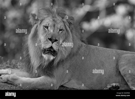 African Male Lion Stock Photo Alamy