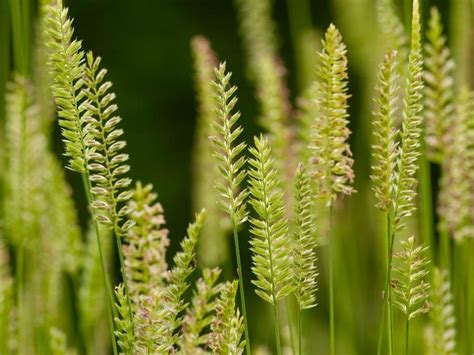 Types Of Meadow Grasses