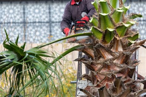 Understanding The Difference Between Trimming And Pruning Your Tree