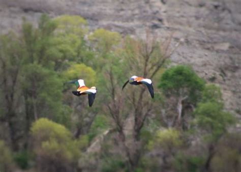 Eşlerine Sadakati Ile Bilinen Angut Kuşları Görüntülendi