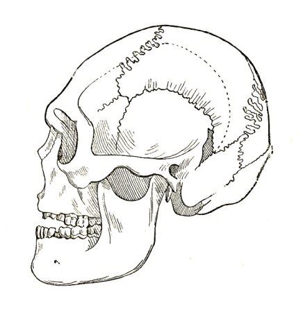 Homo Sapien Skull Drawing
