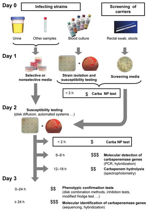 Figure 2 Rapid Detection Of Carbapenemase Producing Enterobacteriaceae Volume 18 Number 9