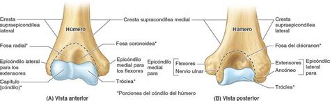 03 Huesos Del Miembro Superior Enfermeríatop