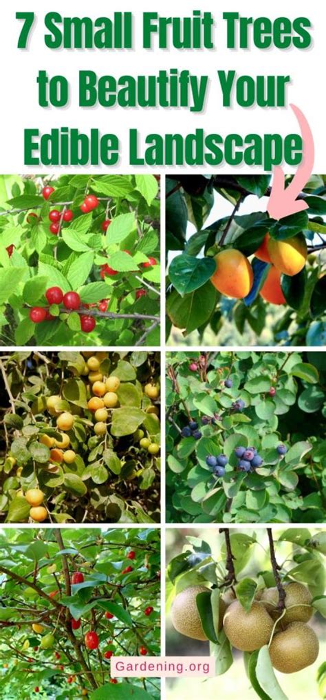 7 Small Fruit Trees To Beautify Your Edible Landscape Gardening