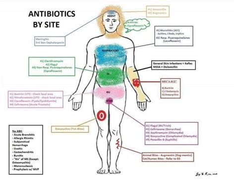 Antibiotics By Site Nurse Practitioner School Pharmacology Nursing