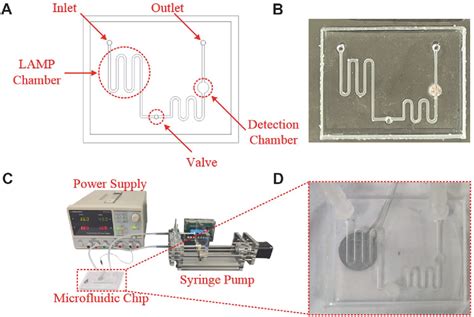 Figure 1 From Rapid Detection Of Streptococcus Mutans Using An