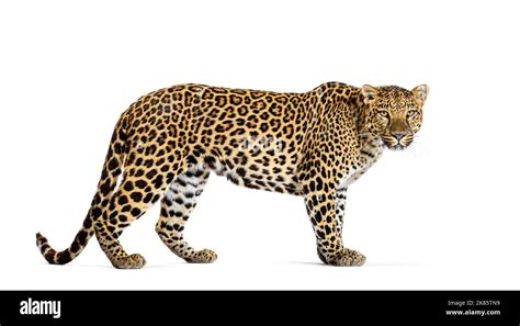 Portrait Of Leopard Standing A Looking At The Camera Panthera Pardus