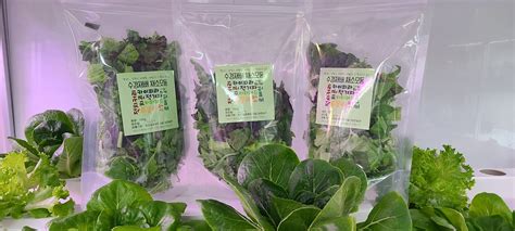 수경재배 채소모듬 당근 중고거래