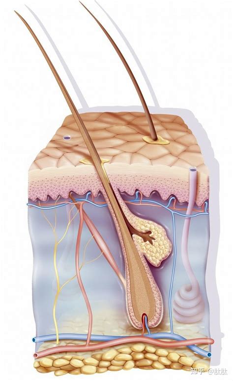 乙酰基四肽 3 迅速修复毛囊细胞 知乎