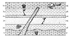 Fossils And Relative Dating Diagram Quizlet