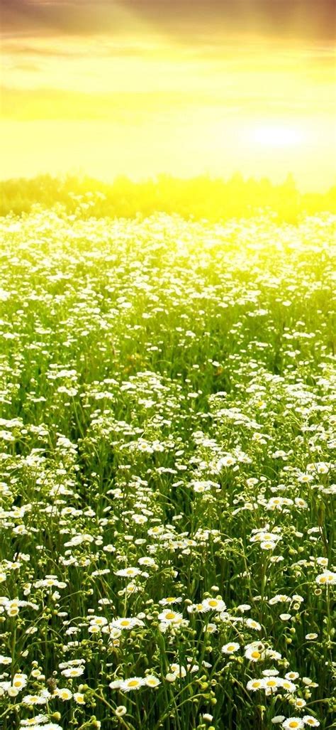 Light Field Grass 1080x2340