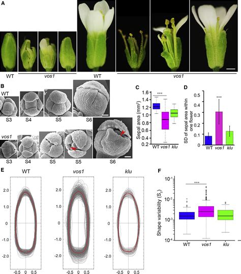 Variable Cell Growth Yields Reproducible Organ Development Through Spatiotemporal Averaging