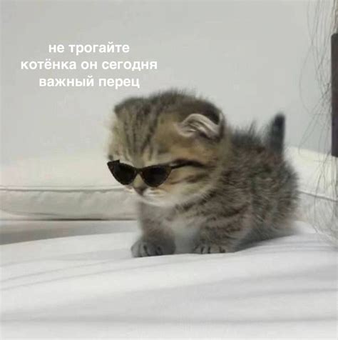https://t.me/crrybabyyy | Memes, Hello memes, Cat memes