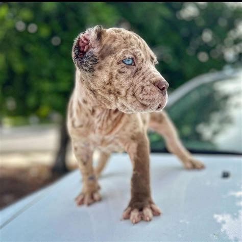 Meet Our Adorable Cane Corso Puppies Akc Registered Vet Checked Dna