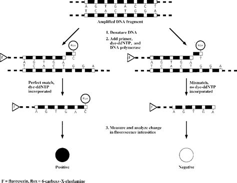 Dideoxynucleotide Triphosphates Semantic Scholar