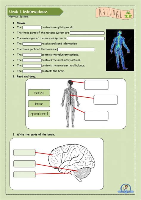 Nervous System Anatomy Worksheet