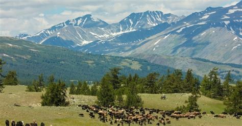 Цар тахал ба Монголын аялал жуулчлал · Dorgio Mn