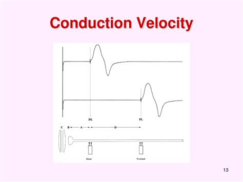 Ppt Electromyography And Motor Nerve Conduction Velocity Powerpoint Presentation Id9526113