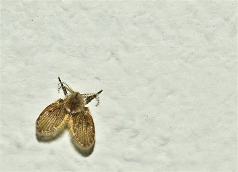 Tiny Moth Fly Tiny Little Macro Crop Green Photo Background And Picture