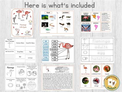 Parts Of A Flamingo Life Cycle Activities Montessori Nature